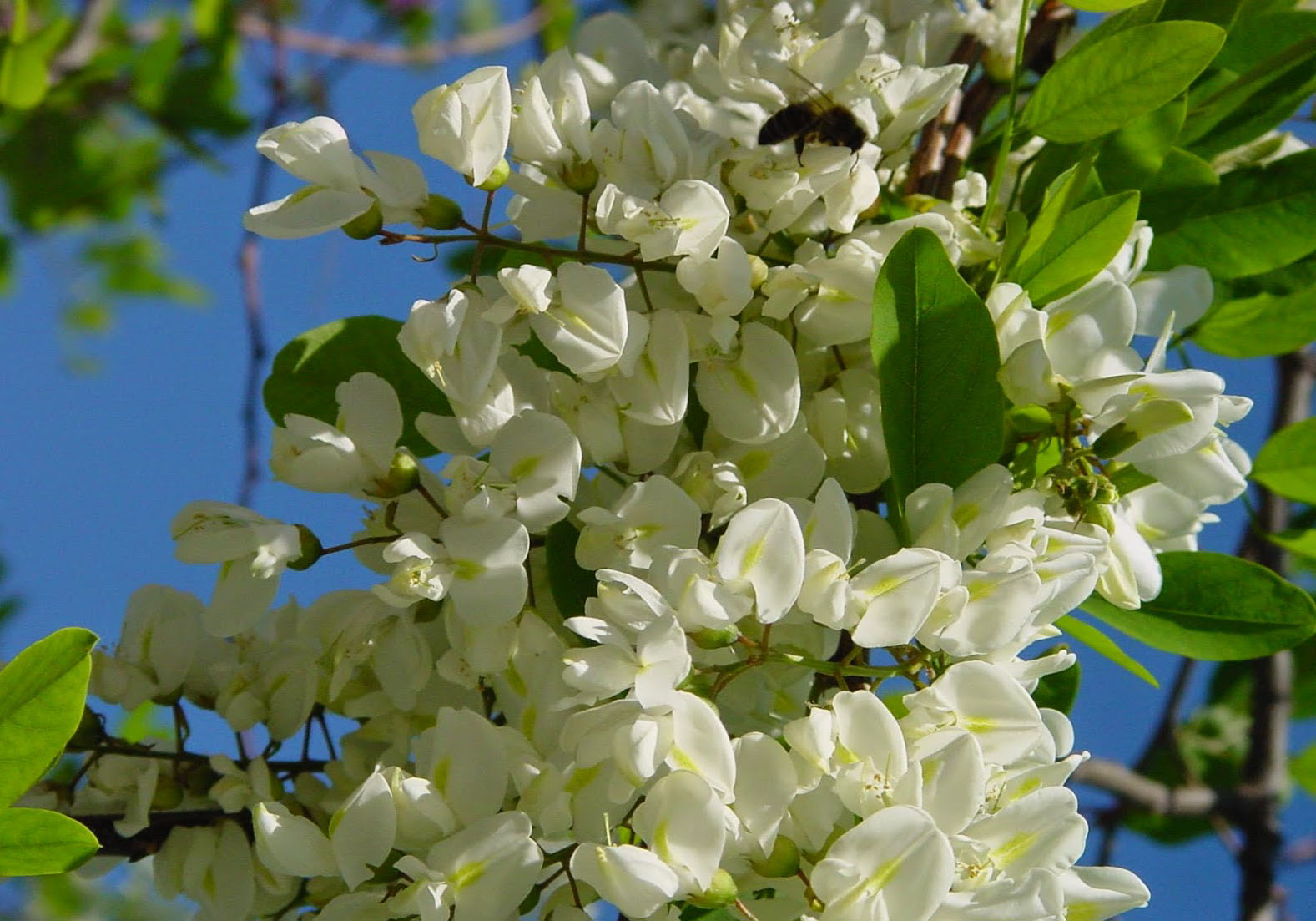 Miel de Acacia Ecológica (Envase Antigoteo) | Bona Mel - Miel Ecológica