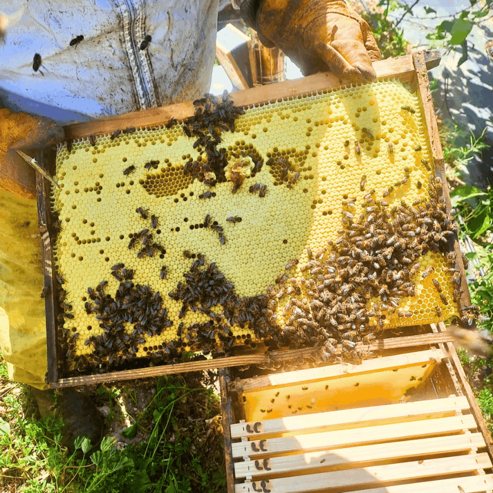 ¿Quiénes somos? | Bona Mel - Miel Ecológica